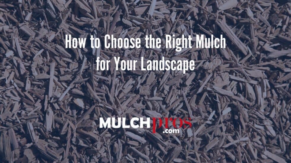 Types Of Mulch: How To Choose The Right Mulch?