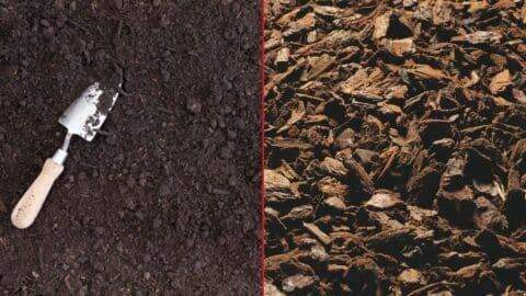 Mulch vs Bark: What's The Difference & Which is Best?